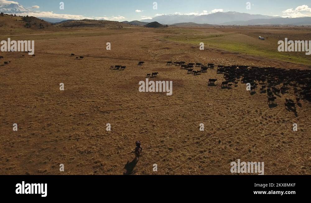 Rancher and cattle usa Stock Videos & Footage - HD and 4K Video Clips ...