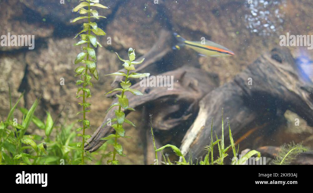 Fish tank Stock Videos & Footage - HD and 4K Video Clips - Alamy