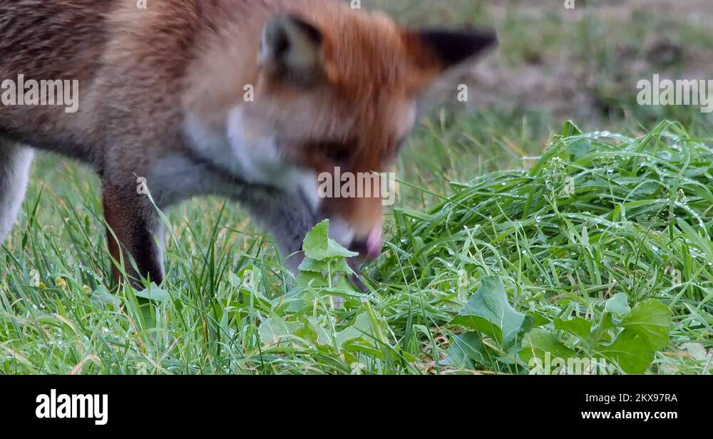Strong red fox male (vulpes vulpes) digging for a mouse - wildlife ...