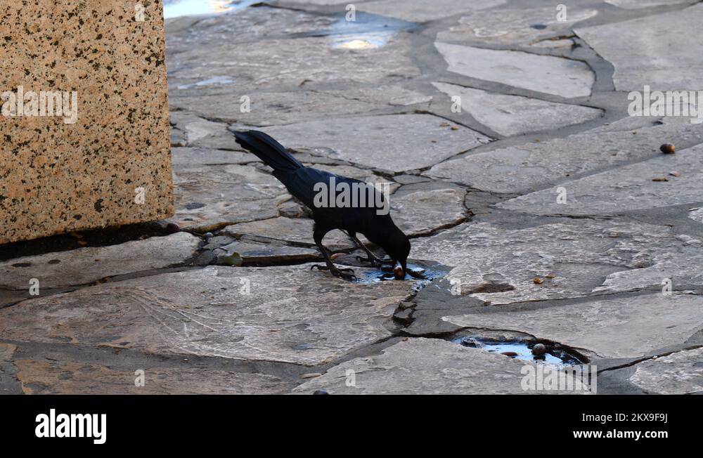 Barry bird Stock Videos & Footage - HD and 4K Video Clips - Alamy