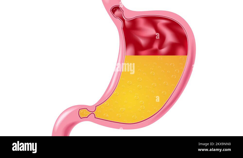 Stomach gas graphic : anatomy and organ animation Stock Video Footage ...