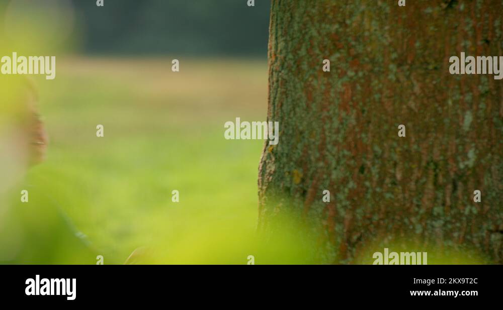 Tree hugging child Stock Videos & Footage - HD and 4K Video Clips - Alamy