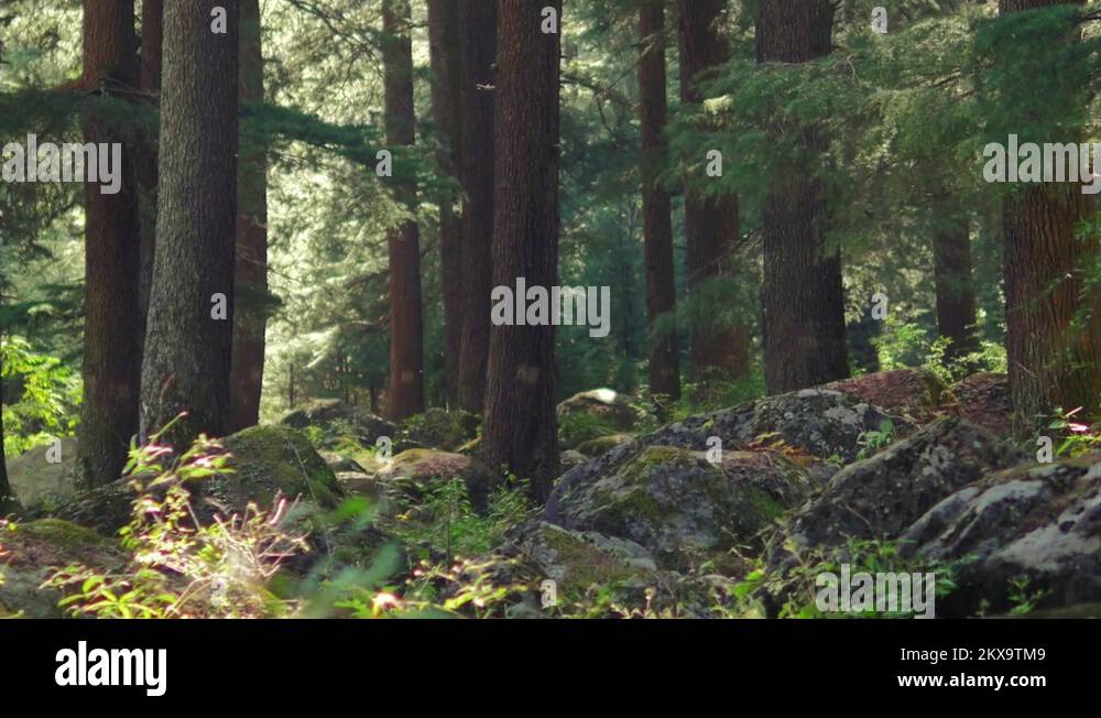 Himalayan cedar forest Stock Videos & Footage - HD and 4K Video Clips ...