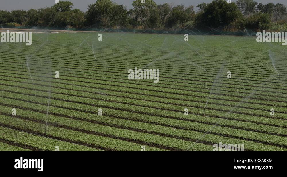 Irrigation sprinkler watering crops on fertile farm land Stock Video ...