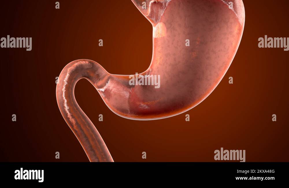 Anatomy visualisation of a human stomach Stock Video Footage - Alamy