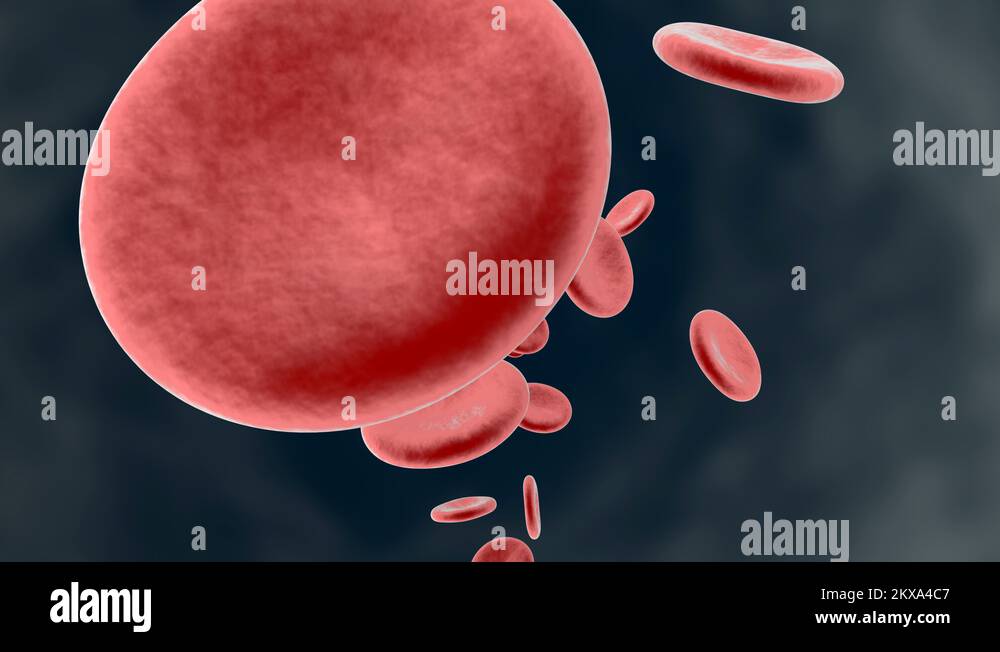 Flowing Erythrocyte aka Hemoglobin cells on a white background Stock ...