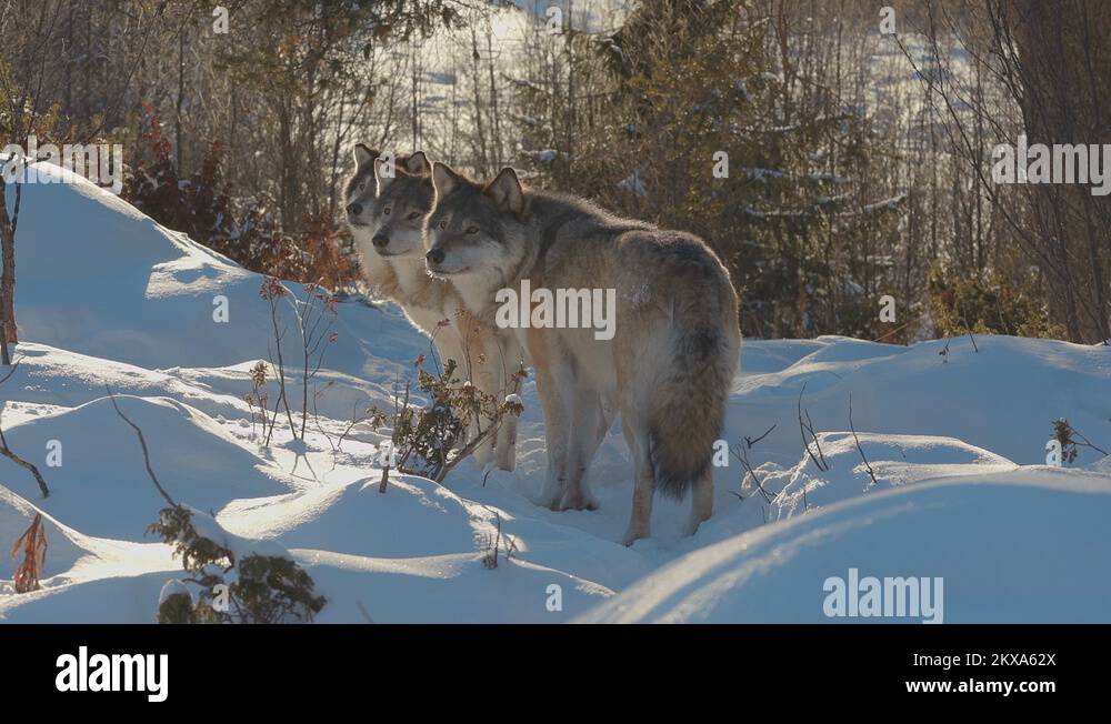 Grey wolf animals Stock Videos & Footage - HD and 4K Video Clips - Alamy