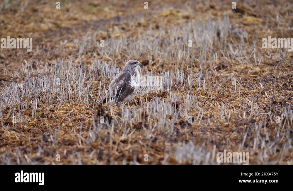 Dull brown bird Stock Videos & Footage - HD and 4K Video Clips - Alamy