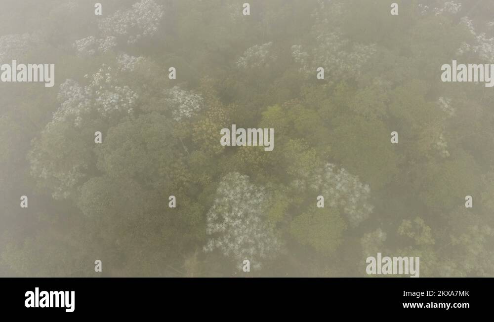 Looking down through the mist to the canopy of montane rainforest Stock ...