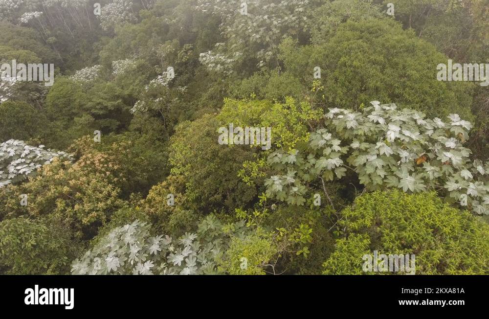 Mist and rainforest canopy Stock Videos & Footage - HD and 4K Video ...