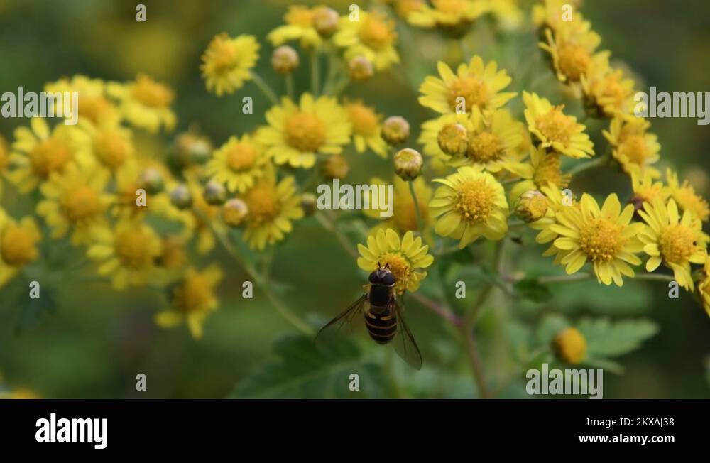 Female hover fly Stock Videos & Footage - HD and 4K Video Clips - Alamy