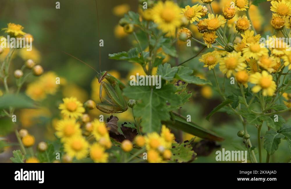 Ambush bugs Stock Videos & Footage - HD and 4K Video Clips - Alamy