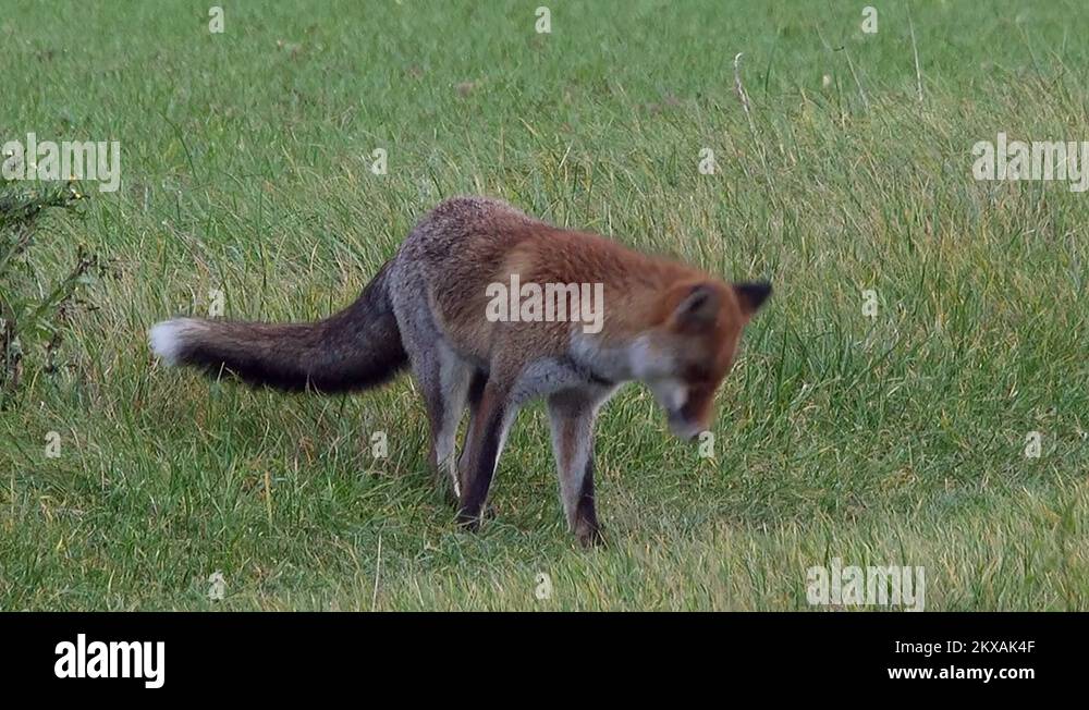 Strong red fox male (vulpes vulpes) find food in a cornfield - wildlife ...