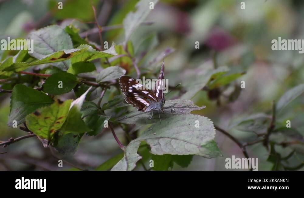 butterfly sunbathing Stock Video Footage - Alamy