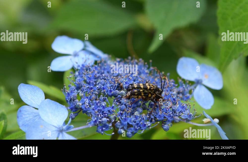 H mating Stock Videos & Footage - HD and 4K Video Clips - Alamy