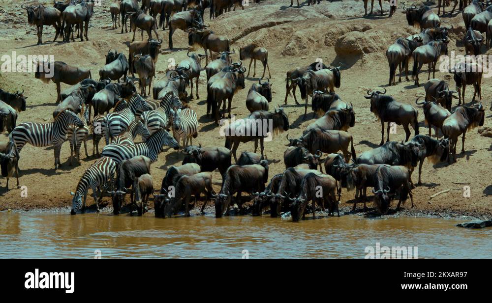 Wildebees Stock Videos & Footage - HD and 4K Video Clips - Alamy