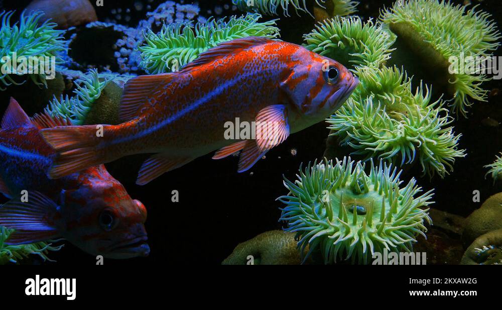 Sebastes rockfish Stock Videos & Footage - HD and 4K Video Clips - Alamy