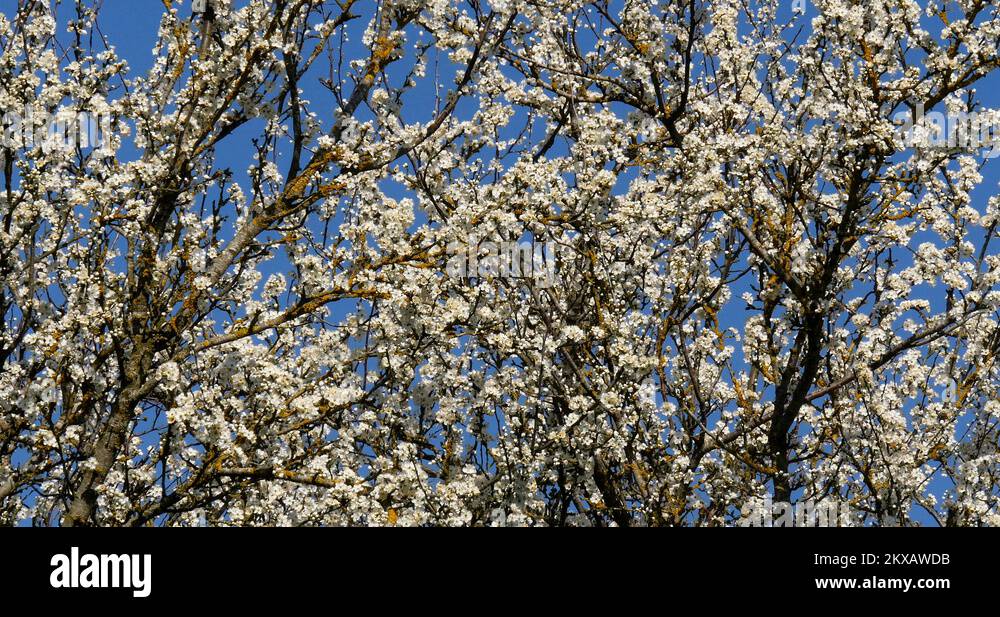 Apple orchard normandy Stock Videos & Footage - HD and 4K Video Clips ...