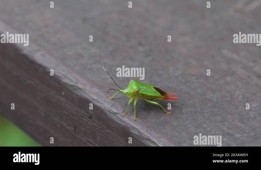 Adult male bug Stock Videos & Footage - HD and 4K Video Clips - Alamy