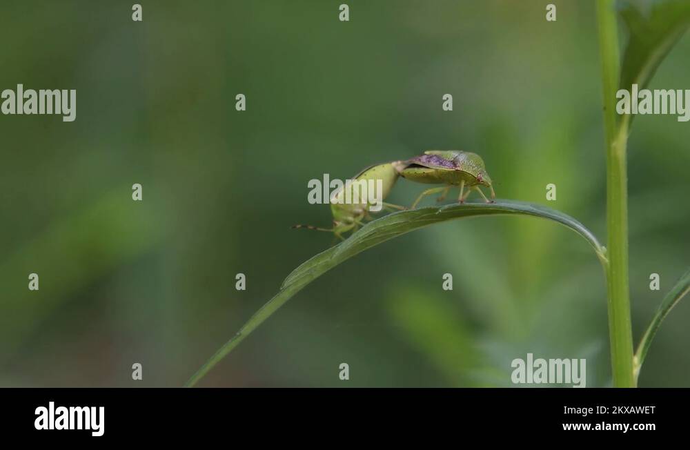 Stink Bug Couple Mating Stock Video Footage Alamy