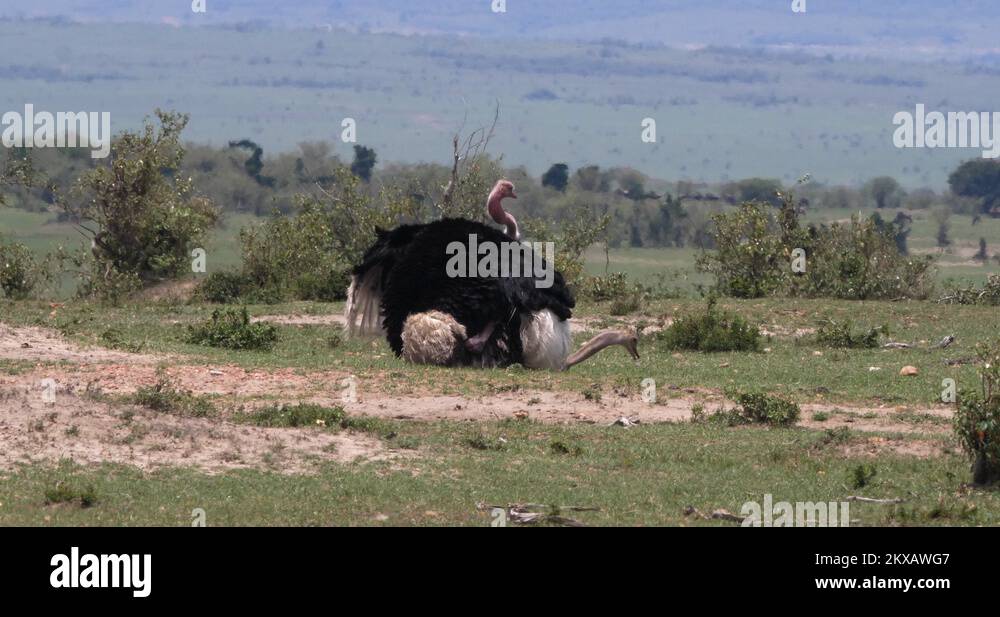 Female mating Stock Videos & Footage - HD and 4K Video Clips - Alamy
