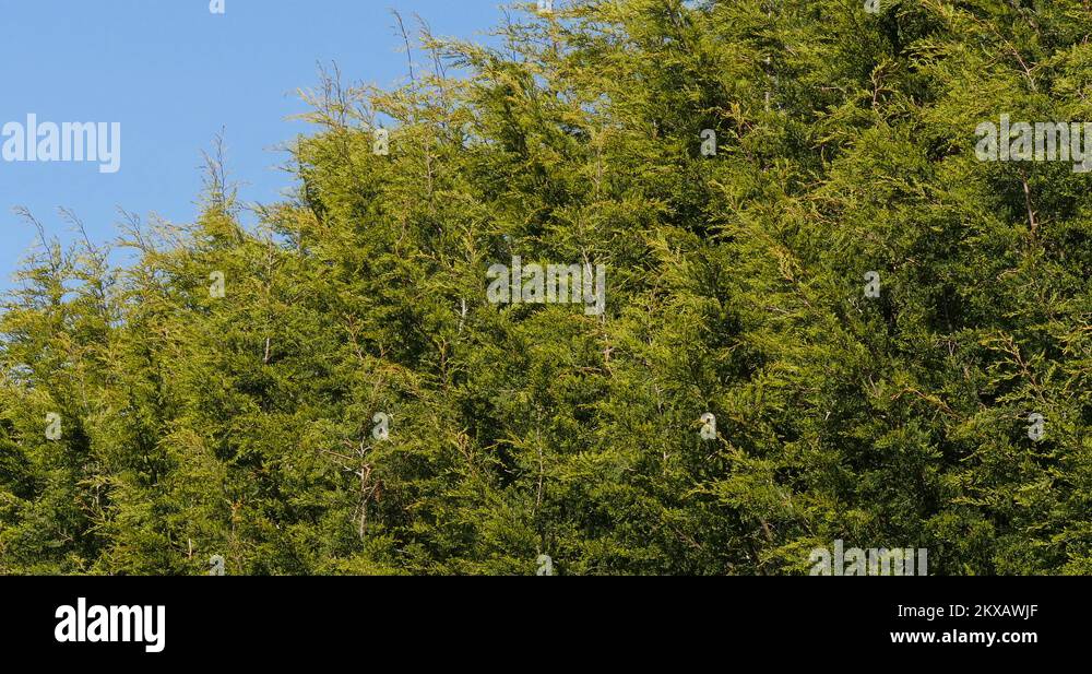Leyland cypress tree Stock Videos & Footage - HD and 4K Video Clips - Alamy