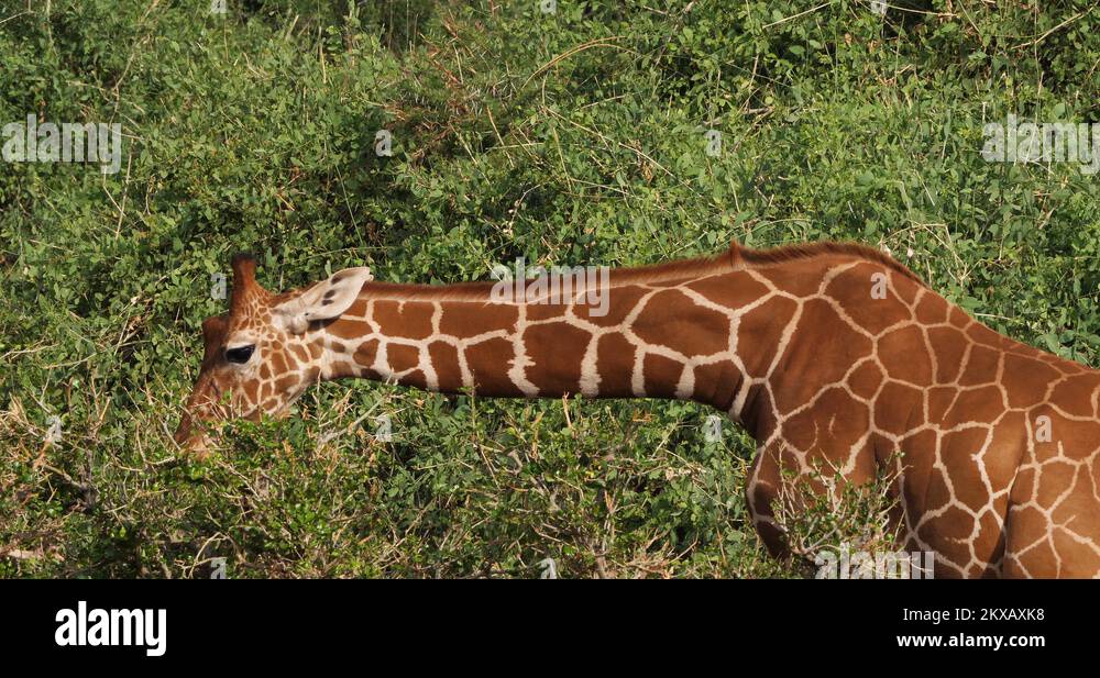 Reticulated leaves Stock Videos & Footage - HD and 4K Video Clips - Alamy