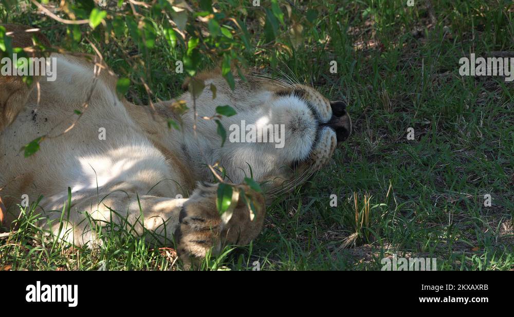African Lion, panthera leo, Female sleeping, Masai Mara Park in Kenya ...