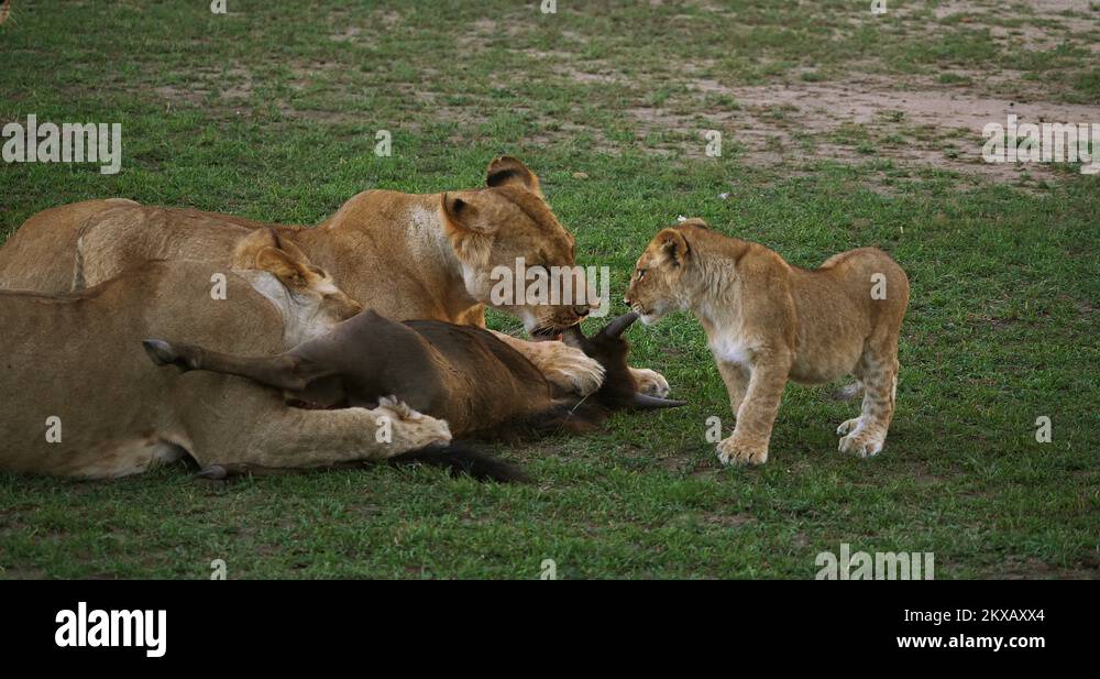 Lion panthera leo lioness kill Stock Videos & Footage - HD and 4K Video ...