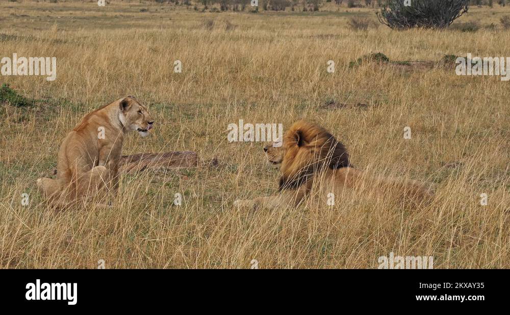 African Lion, panthera leo, Pair Mating, Masai Mara Park in Kenya, Real ...