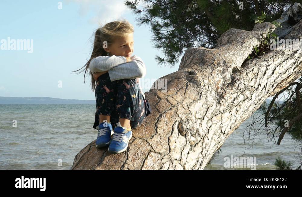 Bended tree Stock Videos & Footage - HD and 4K Video Clips - Alamy