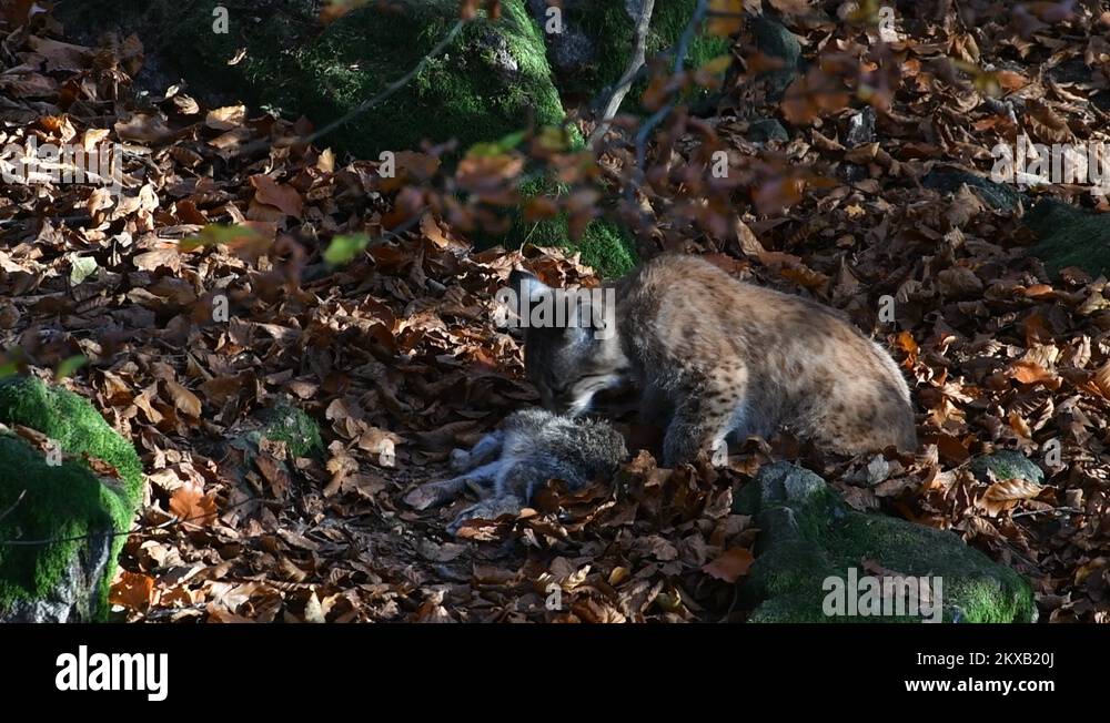 Lynx lynx kitten Stock Videos & Footage - HD and 4K Video Clips - Alamy