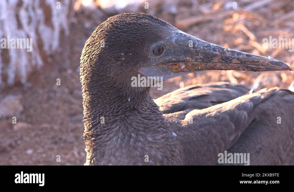 Baby booby bird Stock Videos & Footage - HD and 4K Video Clips - Alamy