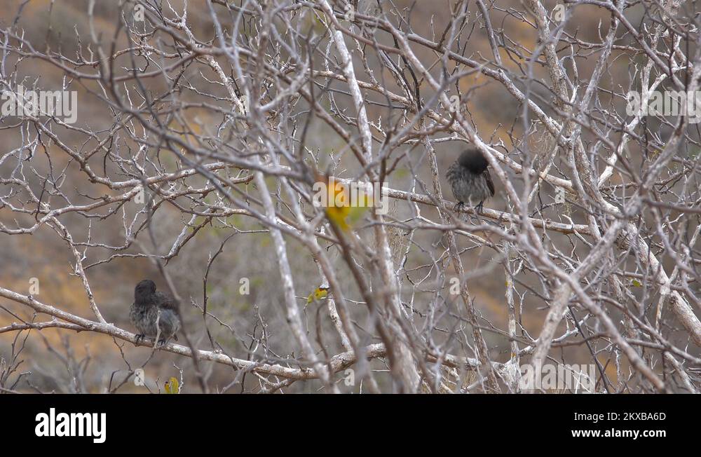Charles darwin tree Stock Videos & Footage - HD and 4K Video Clips - Alamy