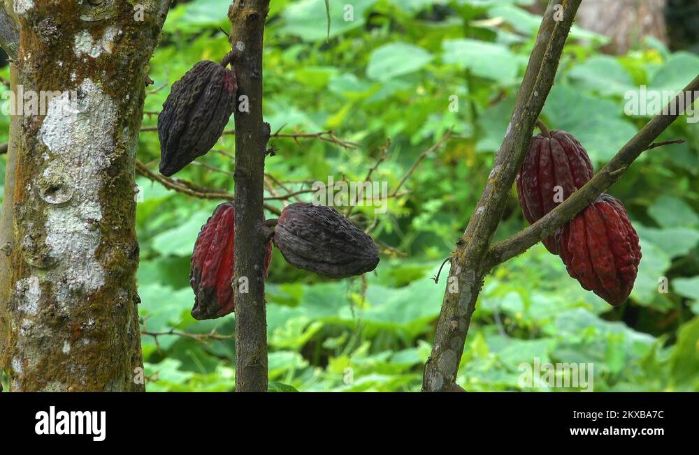 Chocolate plantation ecuador Stock Videos & Footage - HD and 4K Video ...