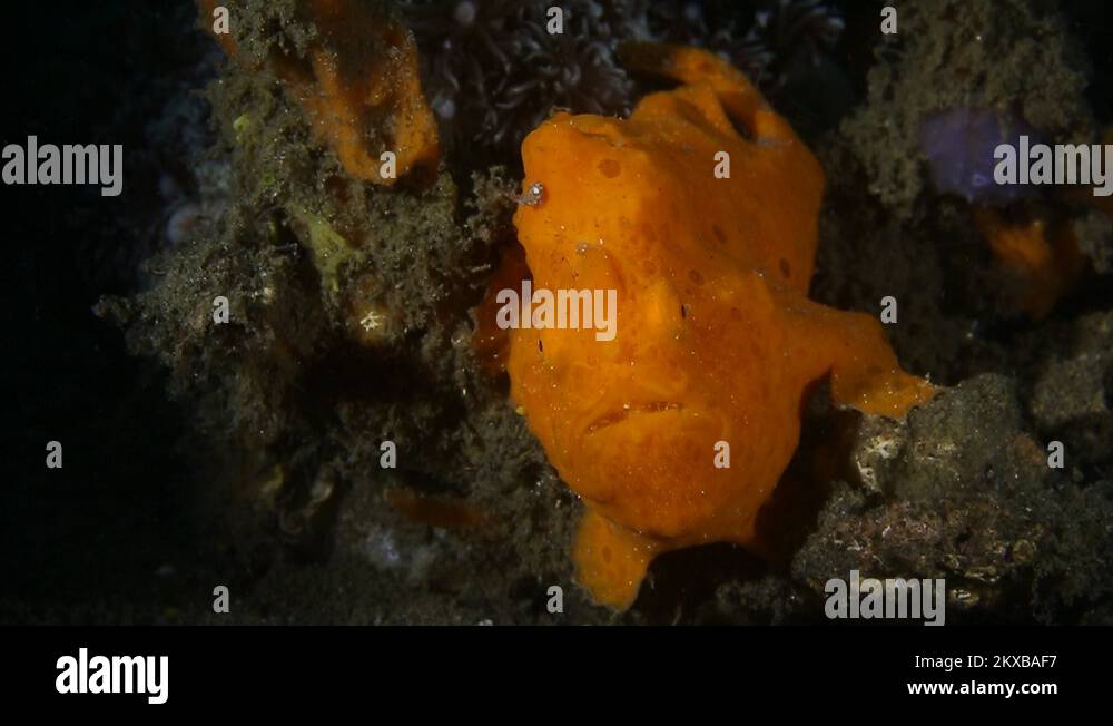 Antennariuspictus Stock Videos & Footage - HD and 4K Video Clips - Alamy