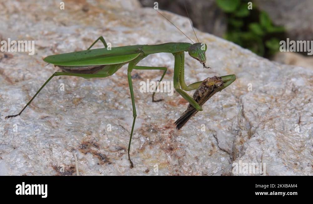 Tenodera Stock Videos & Footage - HD and 4K Video Clips - Alamy