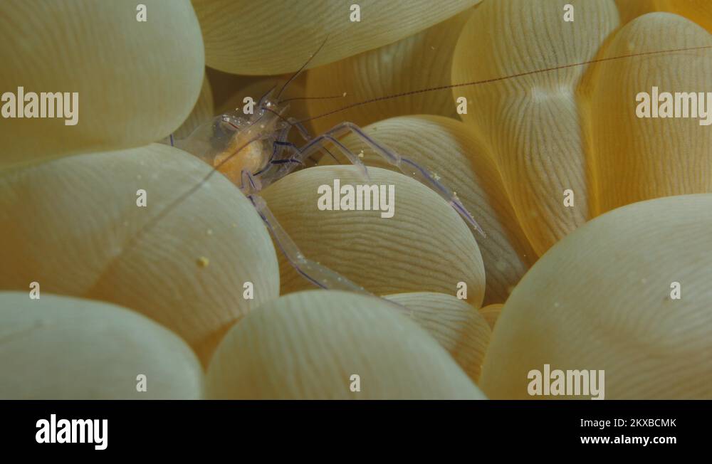 Bubble Coral Shrimp - Vir philippinensis Stock Video Footage - Alamy
