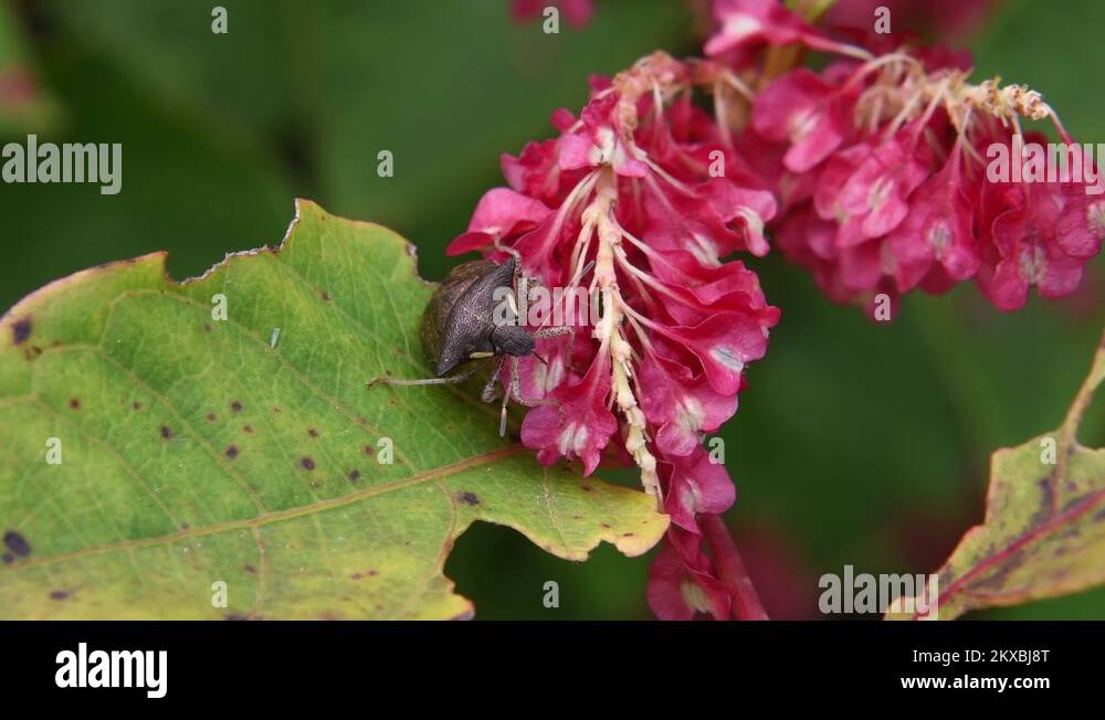 Fruit bug Stock Videos & Footage - HD and 4K Video Clips - Alamy