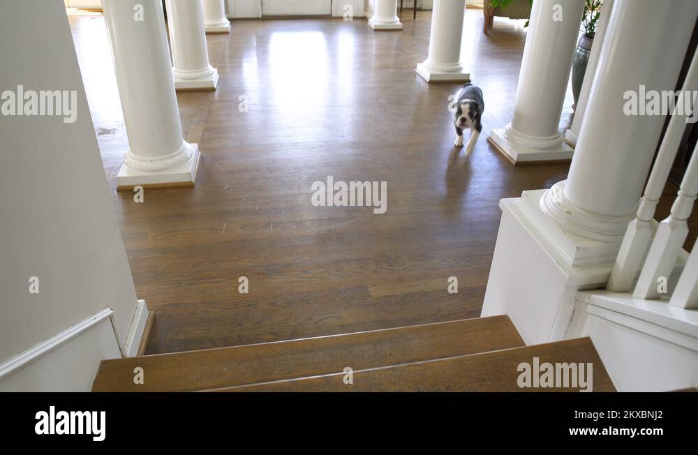 Running up stairs house Stock Videos & Footage - HD and 4K Video Clips ...