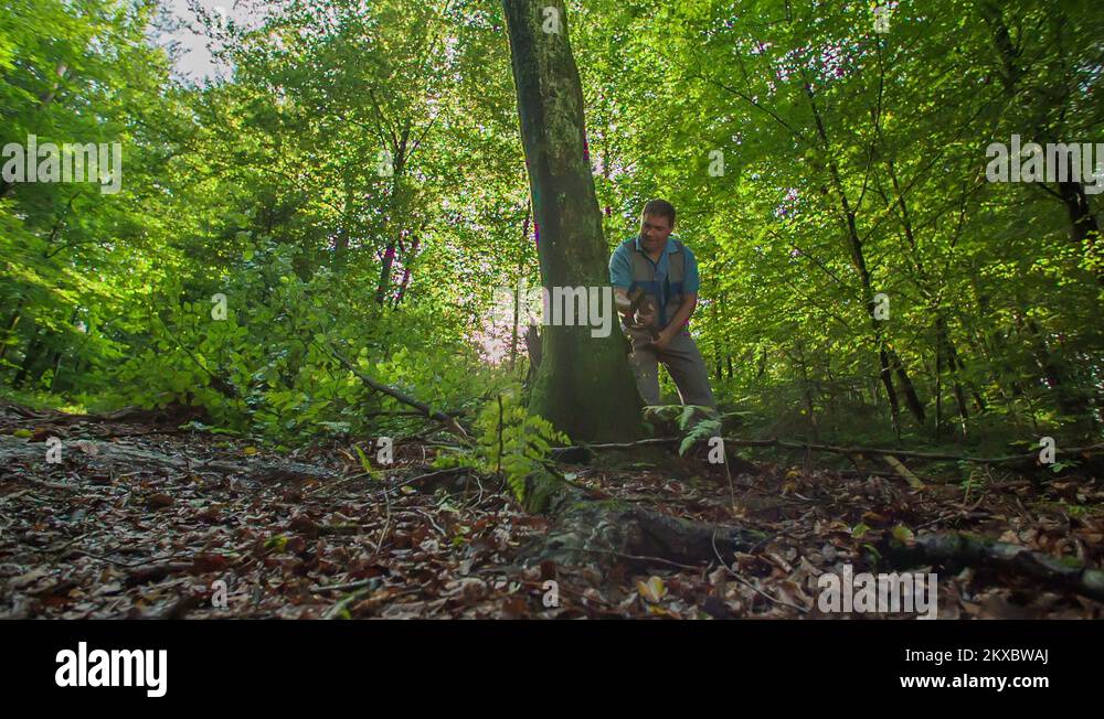 Cutting down oak tree Stock Videos & Footage - HD and 4K Video Clips ...