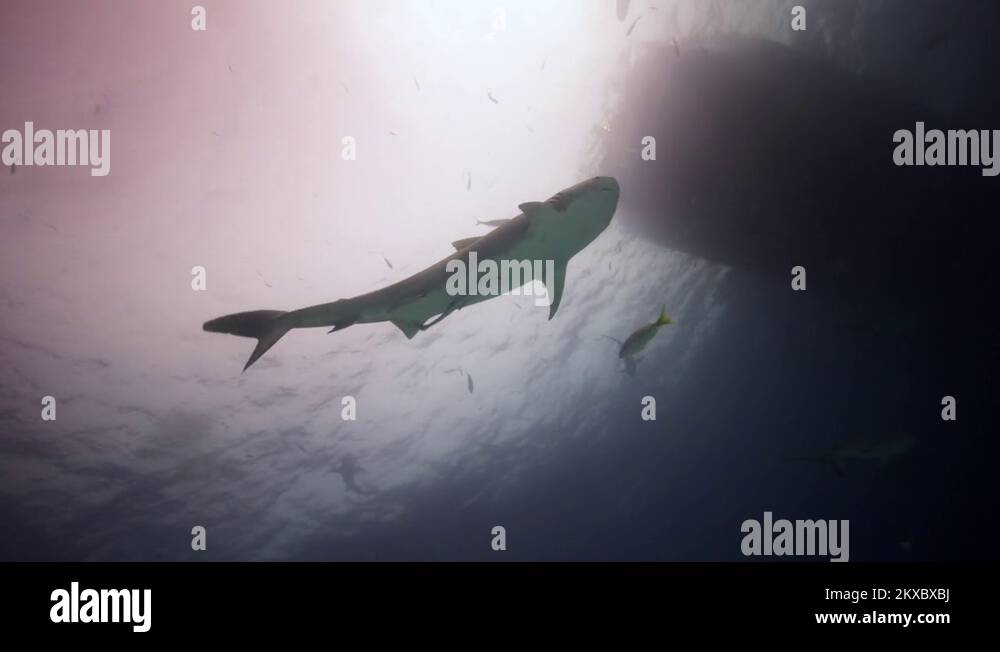 Tiger Shark in clear tropical water swims up to a boat, Bahamas Stock ...