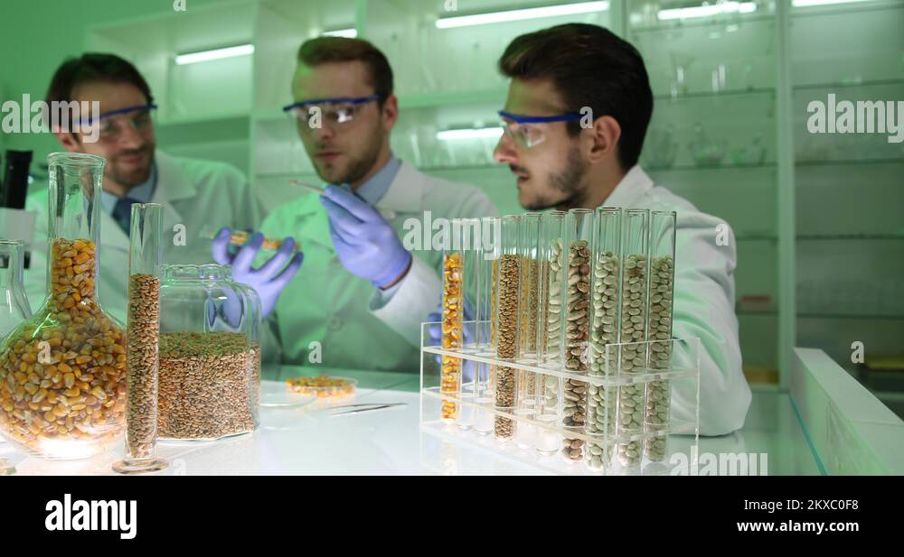 Researchers Team Discuss Genetically Modified Plants and Seeds Modern ...