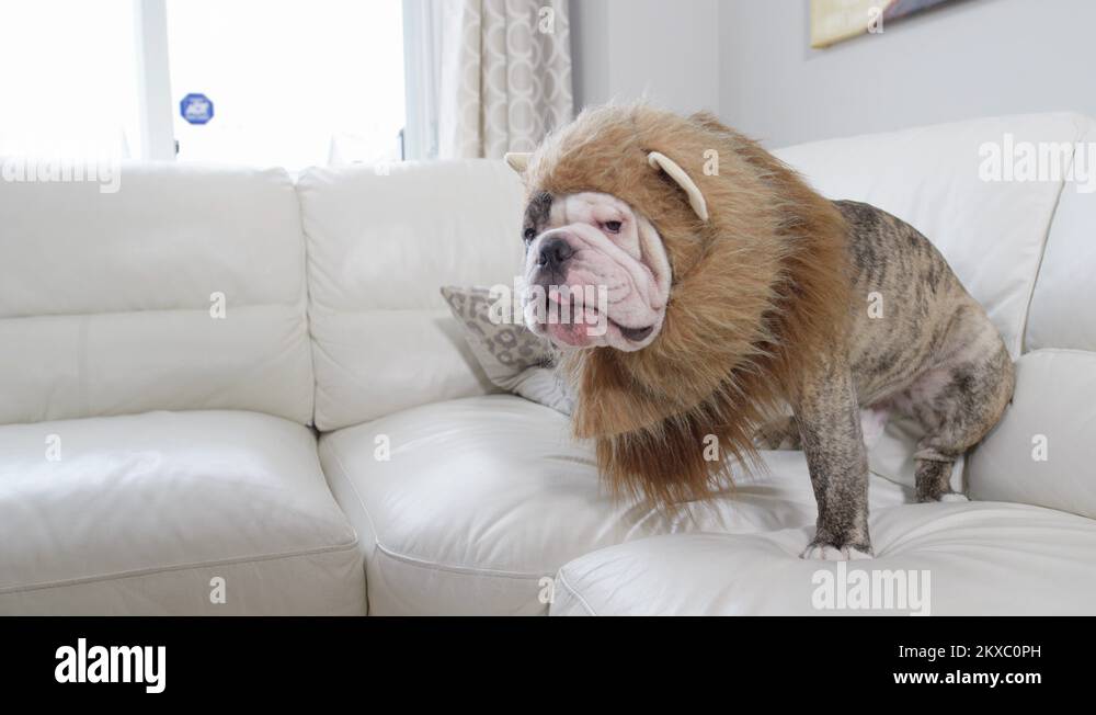 Grumpy bulldog Stock Videos & Footage - HD and 4K Video Clips - Alamy