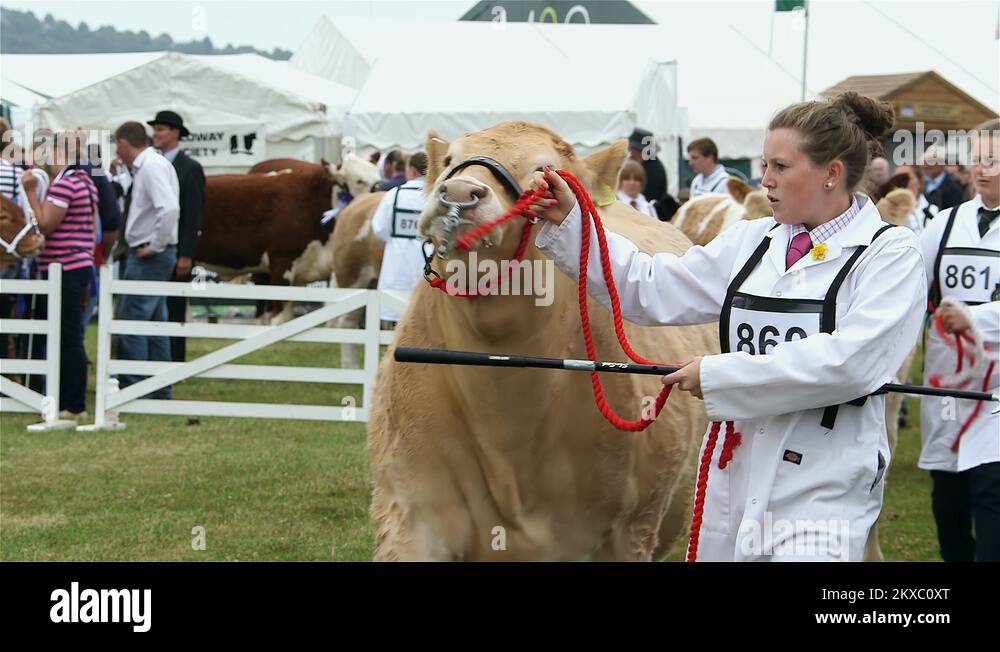 Limousin and charolais cattle Stock Videos & Footage - HD and 4K Video ...