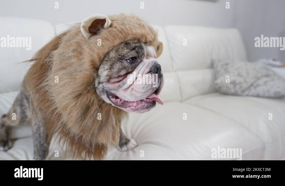 Lions mane bulldog sitting on the couch wearing costume Stock Video ...