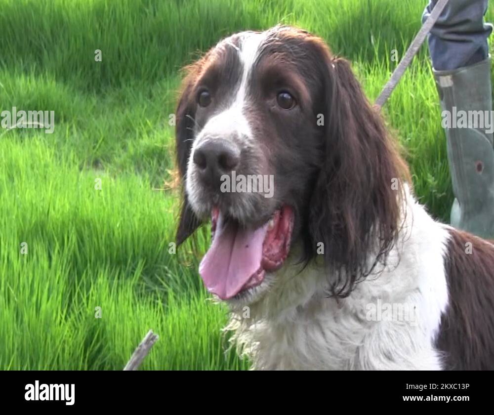 Black white springer spaniel Stock Videos & Footage - HD and 4K Video ...