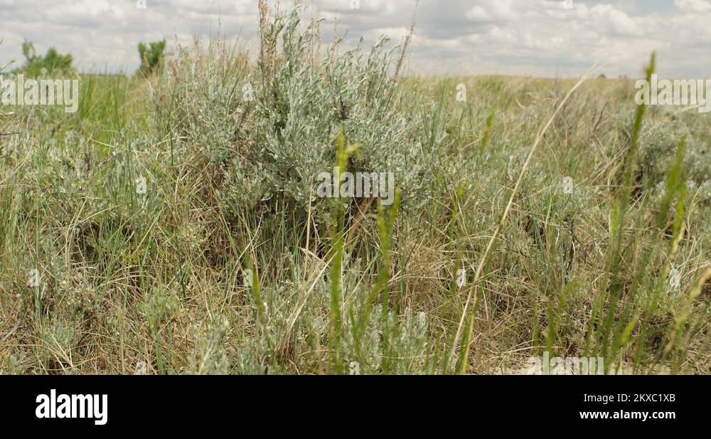 Summer sage Stock Videos & Footage - HD and 4K Video Clips - Alamy