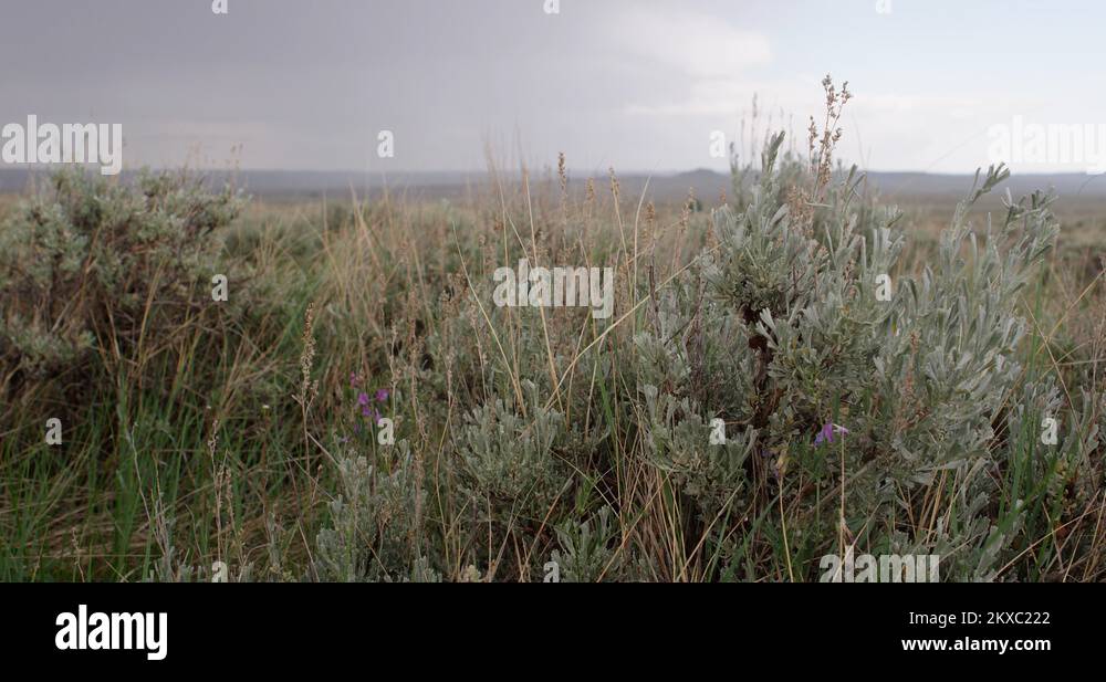 Sagebrush shrub Stock Videos & Footage - HD and 4K Video Clips - Alamy