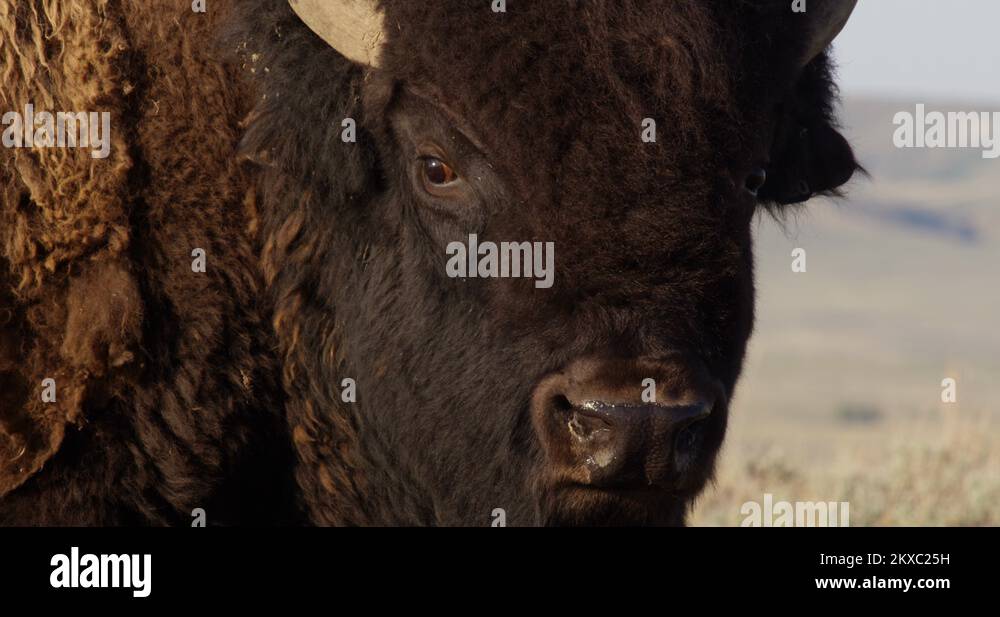 Face of bull Stock Videos & Footage - HD and 4K Video Clips - Alamy